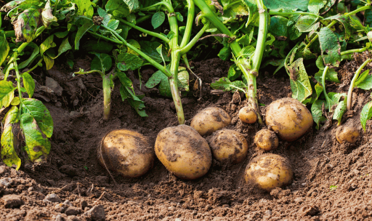 Potatoes remain the most consumed staple food in Namibia - Namfarmers ...
