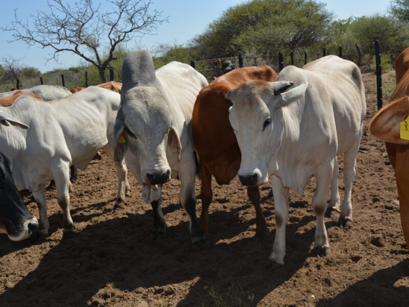 Home - Namfarmers Magazine